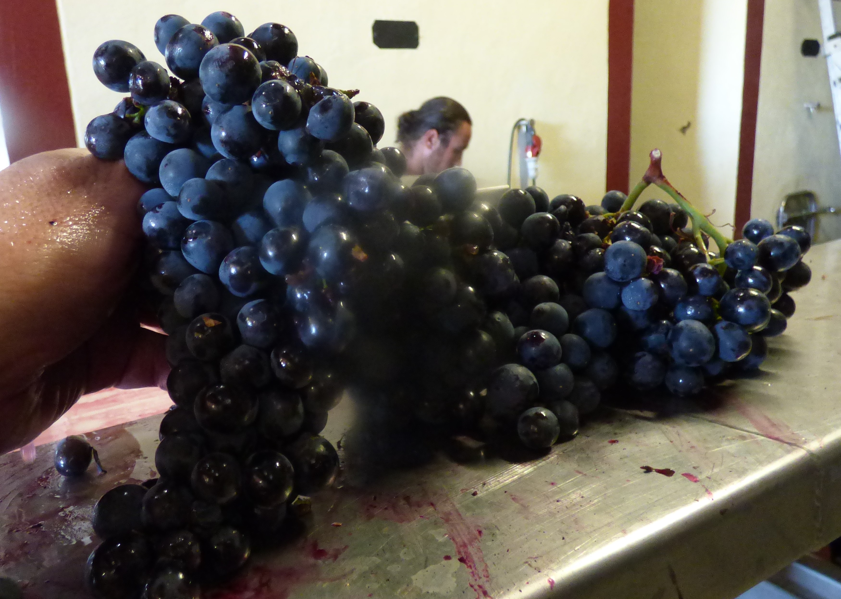 Carignan Blanc | amarchinthevines